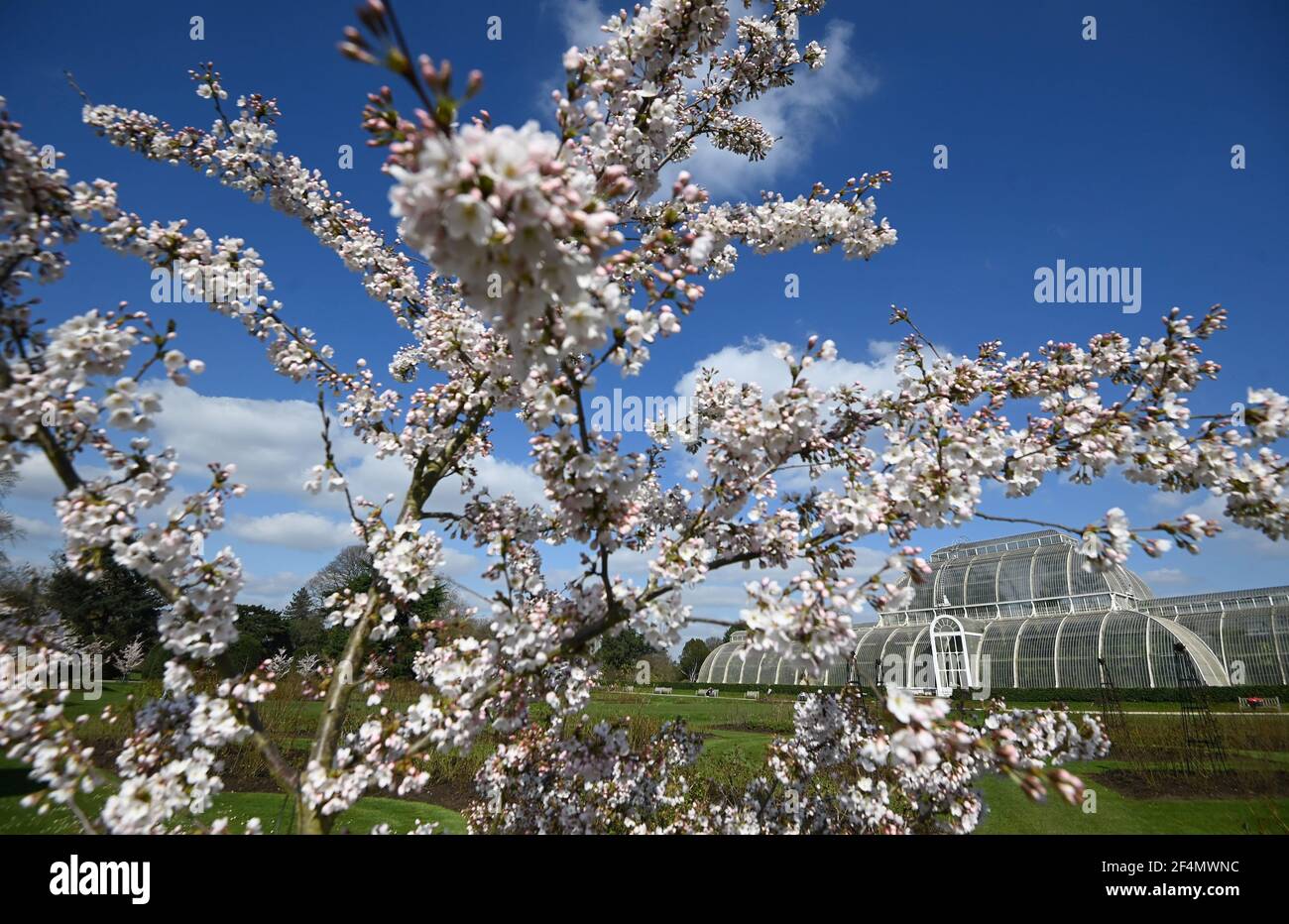 Royal botanic gardens kew cherry hi-res stock photography and images ...