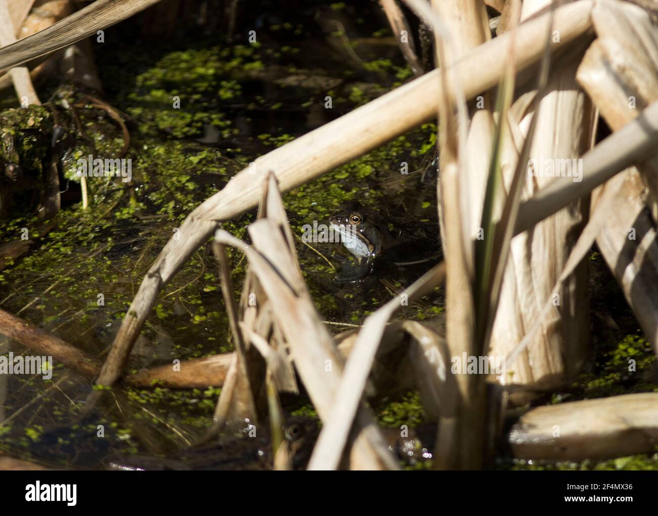 In early spring the Common Frog leaves its winter hibernation den and ...