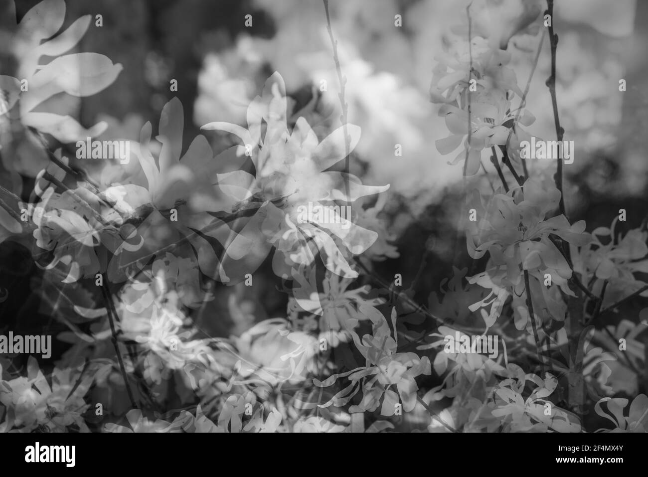 Natural background concept magnolia Black and White Stock Photos ...