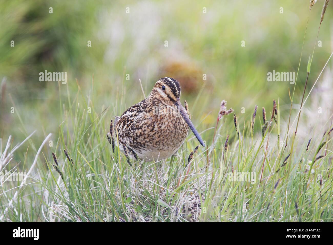 Snipe - in damp meadow habitatGallinago gallinago Shetland, UK BI024387 ...