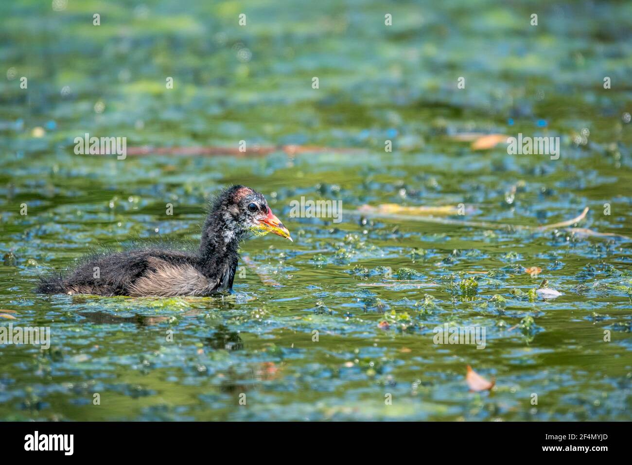 The Eurasian coot, Fulica atra, also known as the common coot, or ...