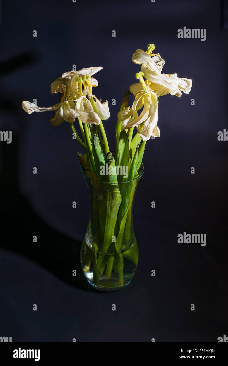 Petal of a withered flower hi-res stock photography and images - Alamy