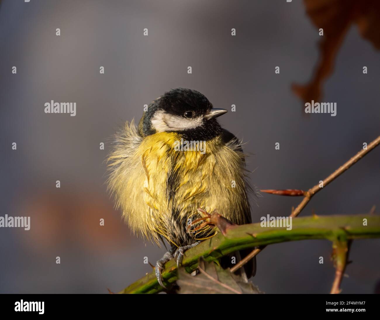 The great tit Parus major is a passerine bird in the tit family Paridae ...