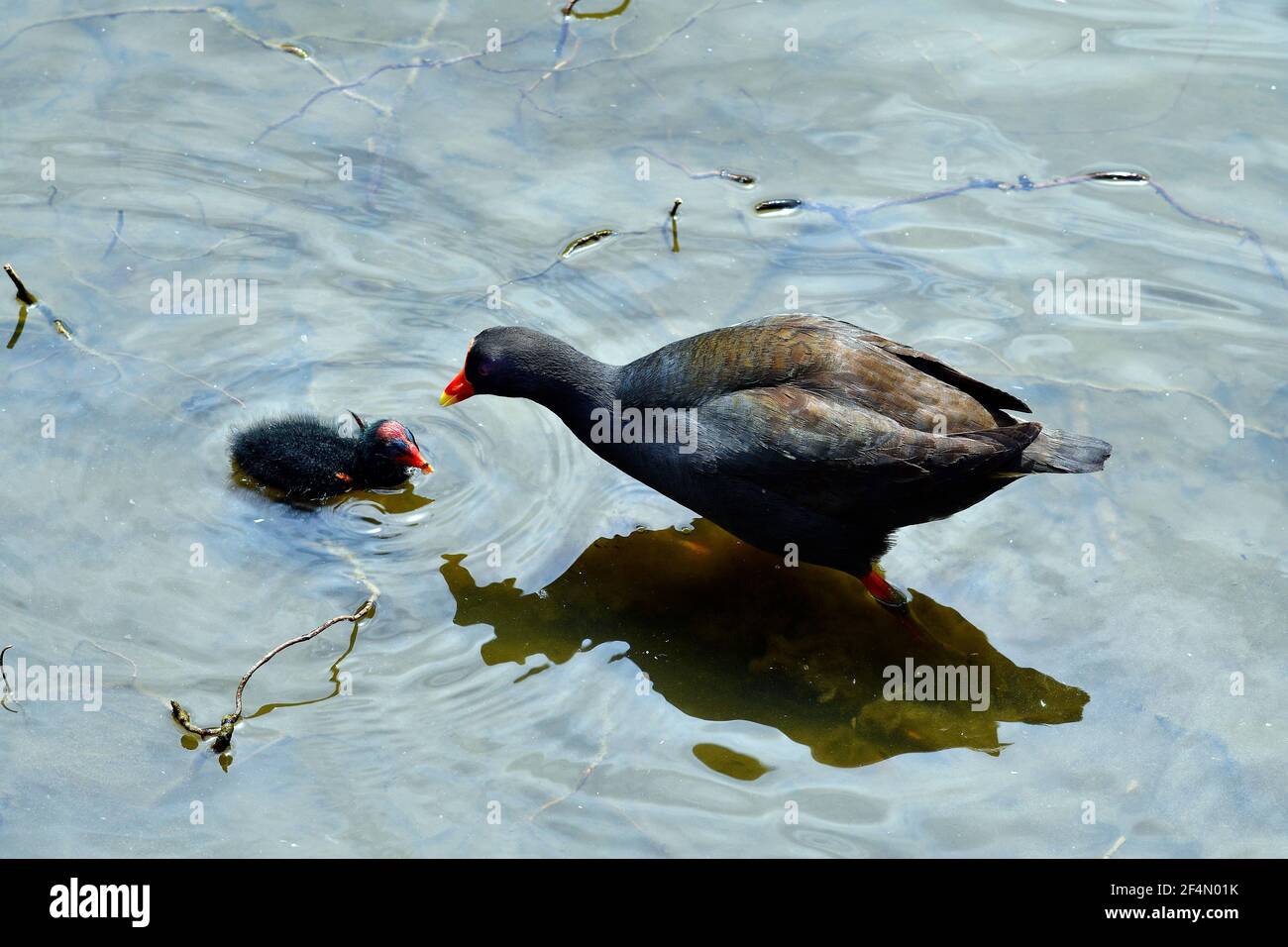 Australia, common moorhen with fledgling Stock Photo - Alamy