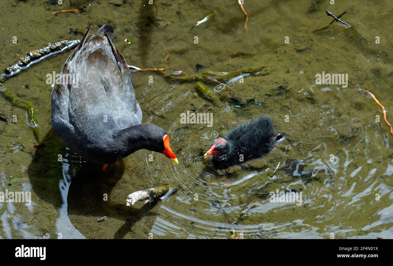 Australia, common moorhen with fledgling Stock Photo - Alamy
