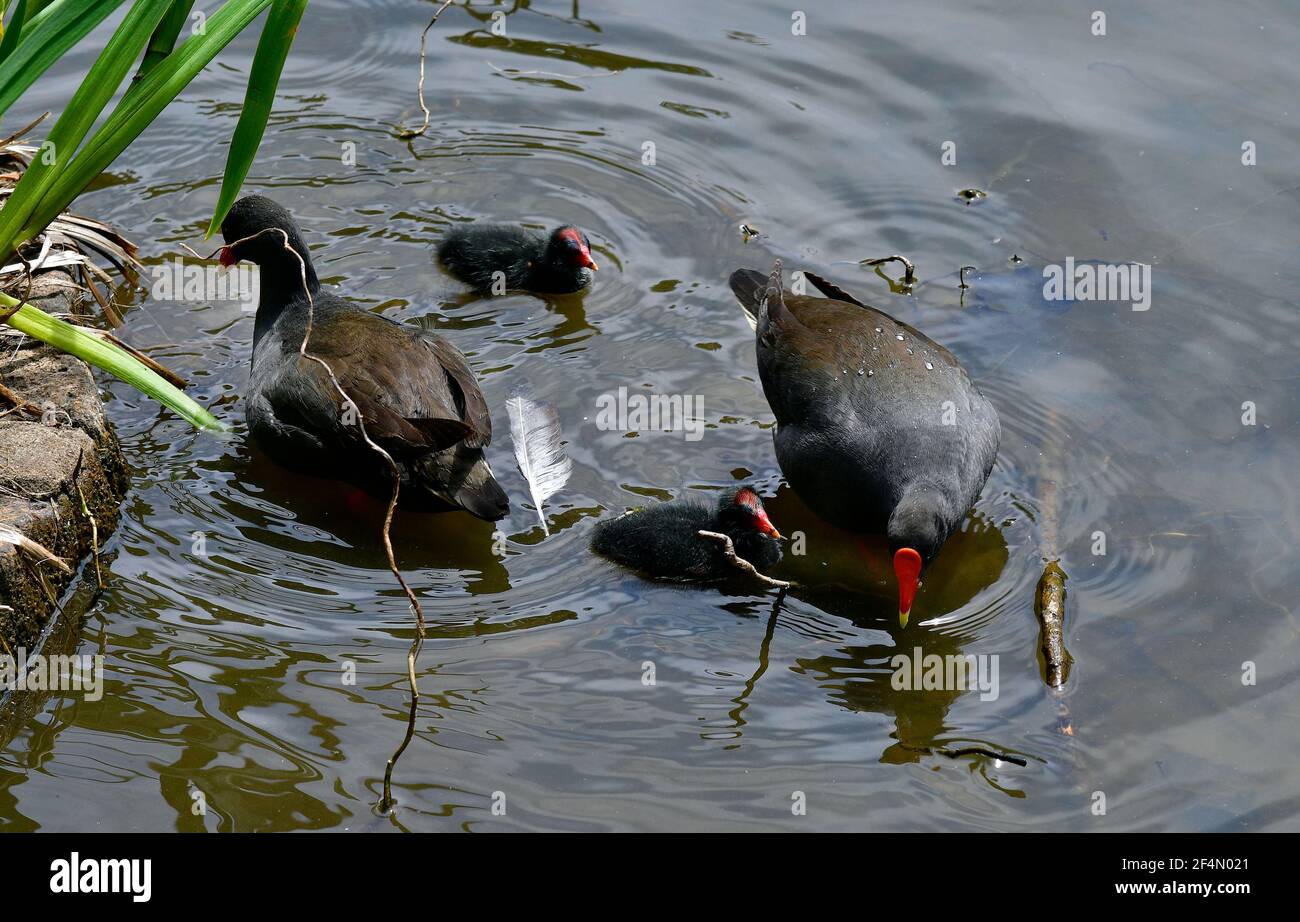 Australia, common moorhen with fledgling Stock Photo - Alamy