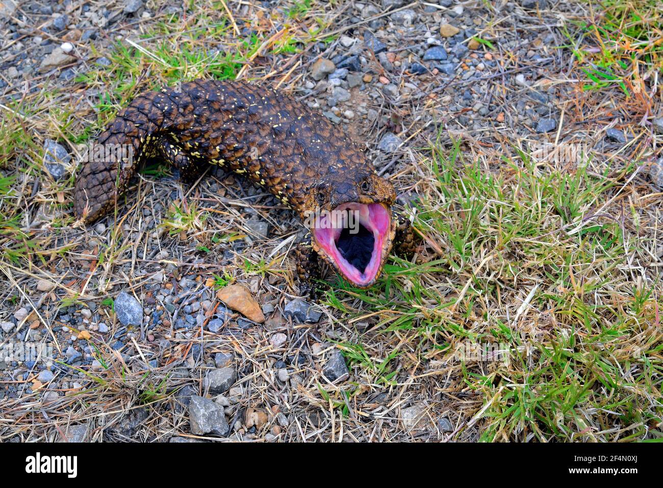 Australia, shingleback lizard in defense position Stock Photo - Alamy