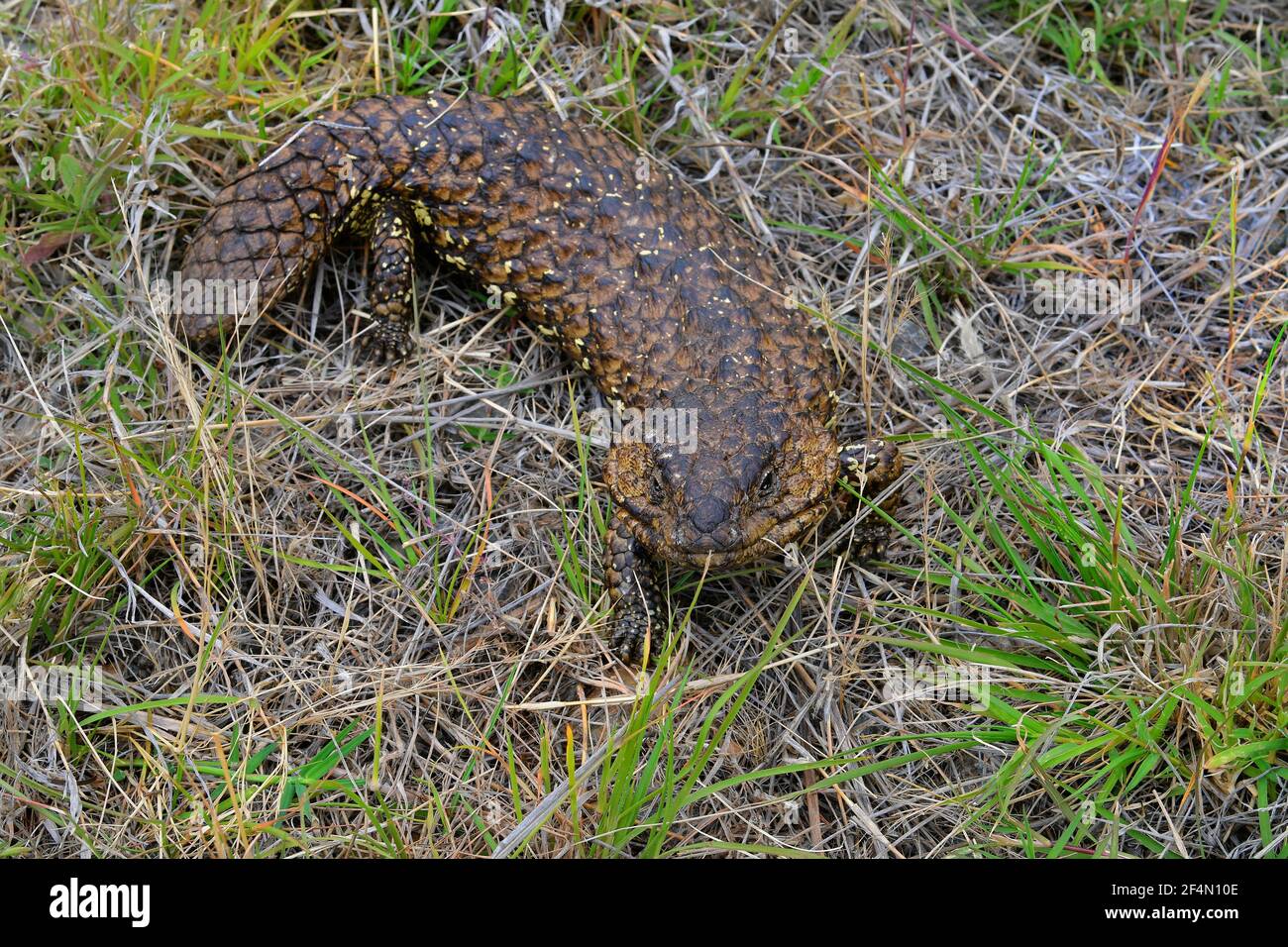 Australia, shingleback lizard aka Bobtail Stock Photo - Alamy