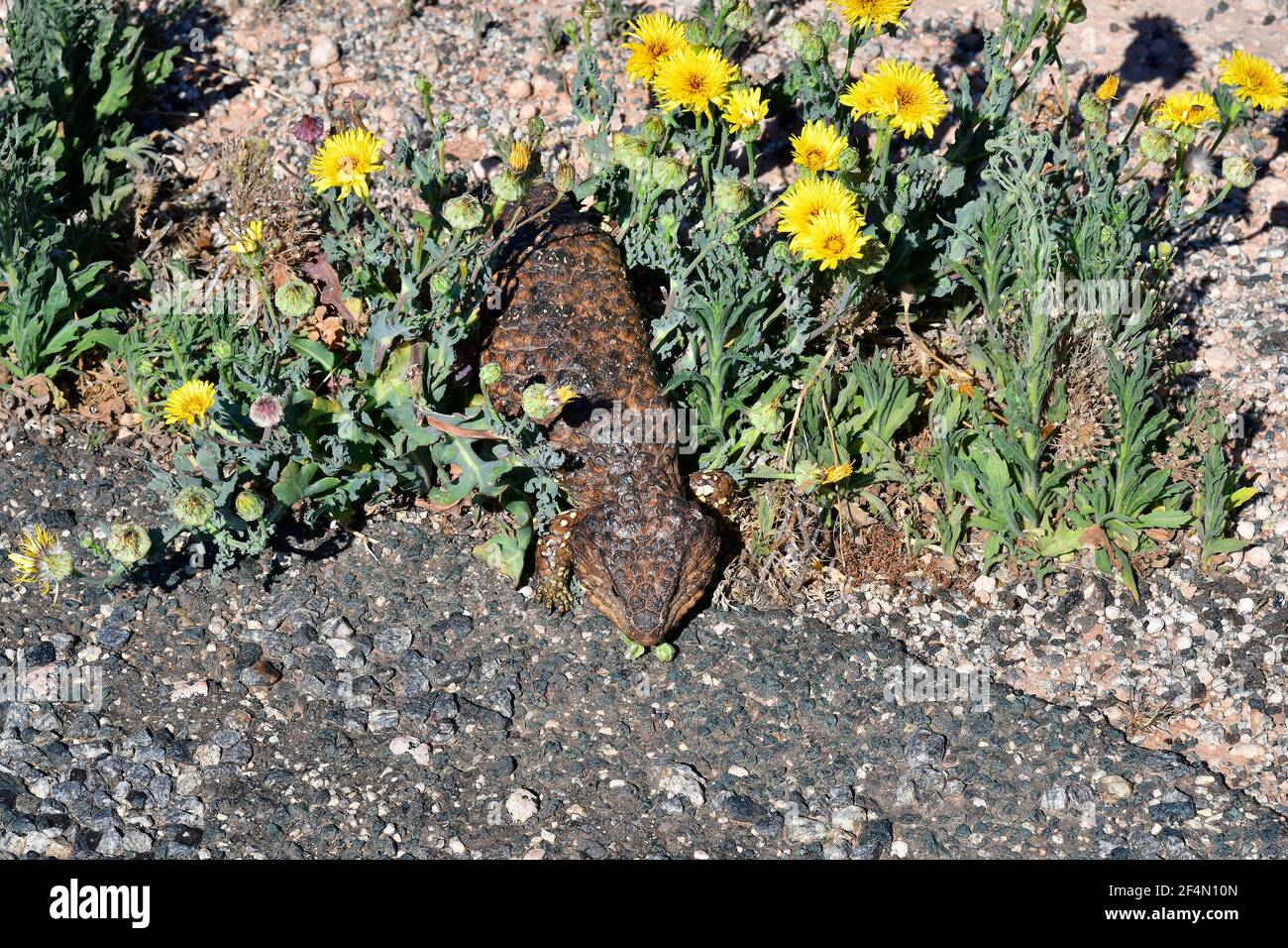 Australia, shingleback aka bobtail lizard Stock Photo - Alamy