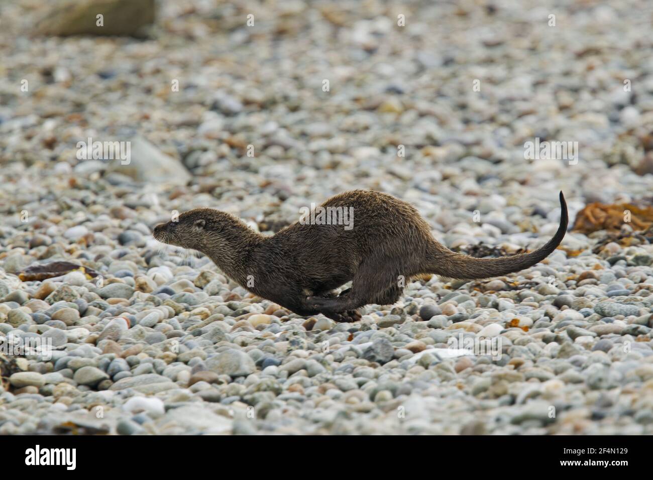Otter running across beach towards the seaLutra lutra Shetland, UK ...