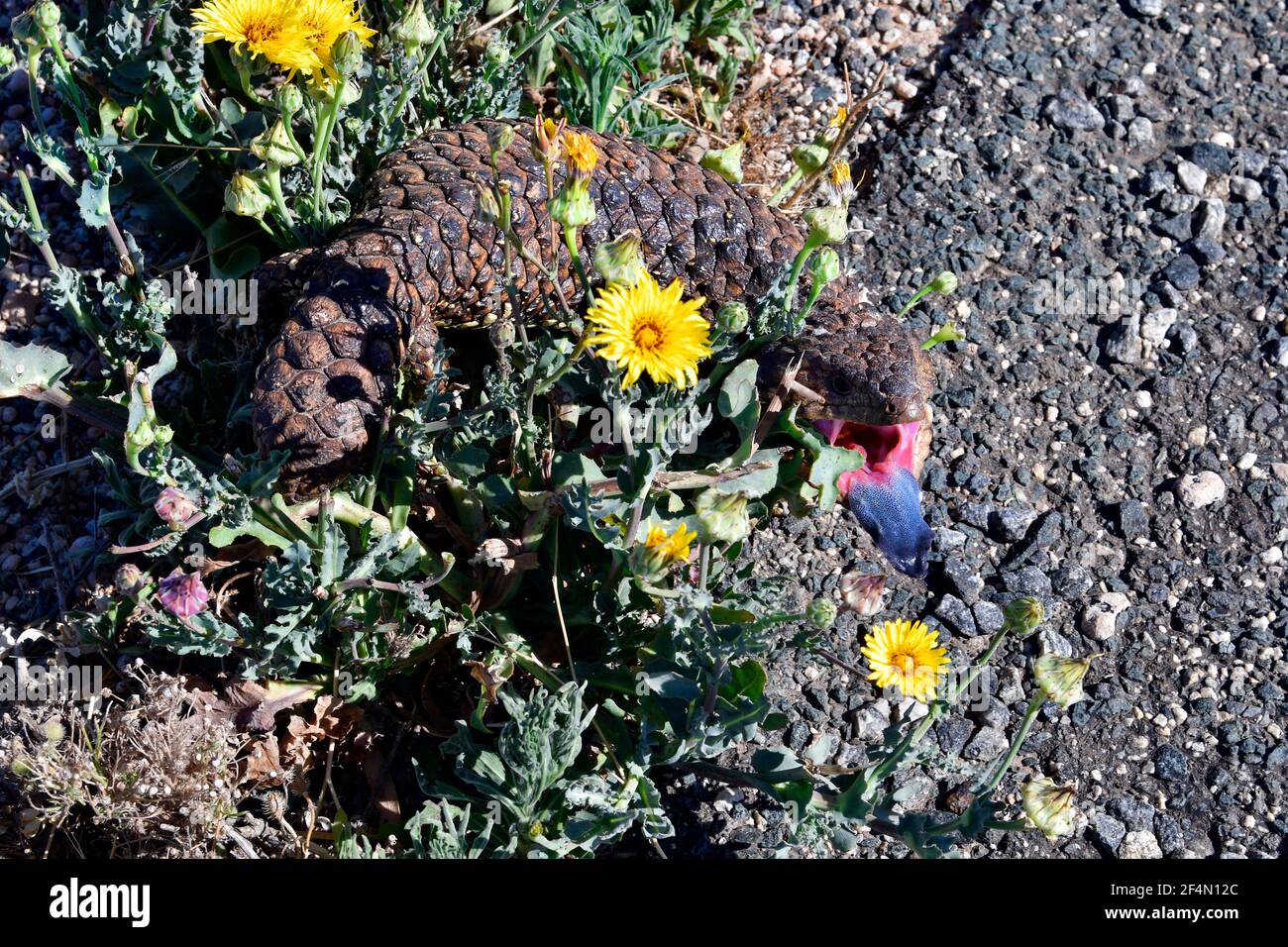 Australia, shingleback aka bobtail lizard in defense position Stock ...