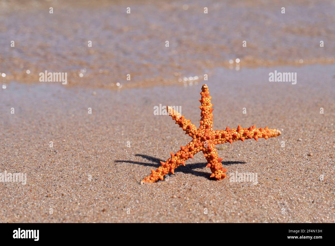 Starfish sun hi-res stock photography and images - Alamy