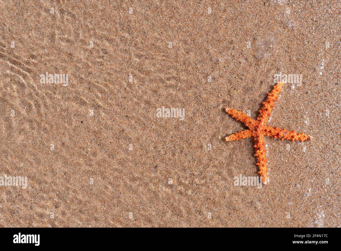Starfish and tropical nature hi-res stock photography and images - Alamy