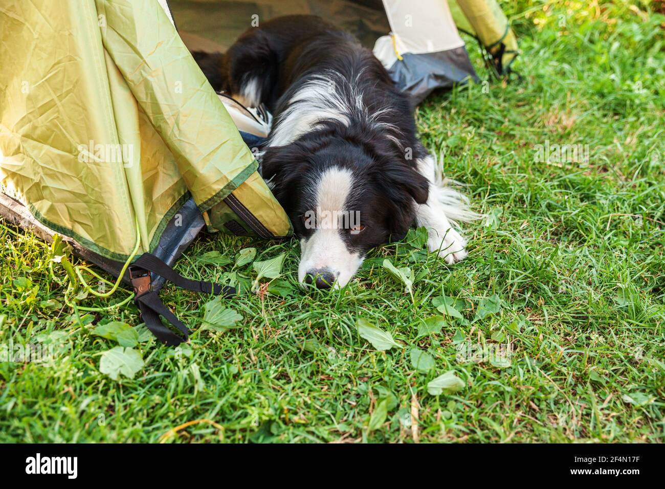 Outdoor portrait of cute funny puppy dog border collie lying down ...