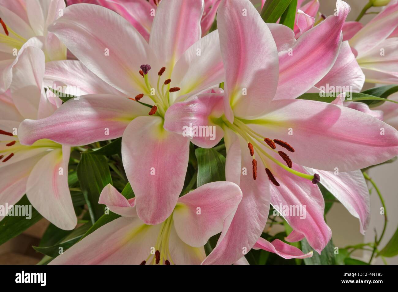 Pink lys hi-res stock photography and images - Alamy