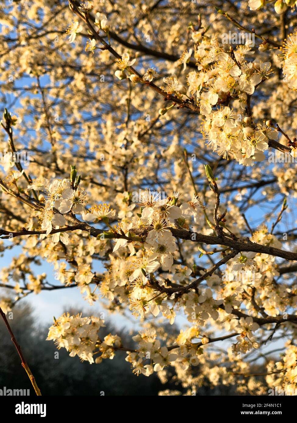Vertical shot of the white flowers of a blooming tree during sunset in ...