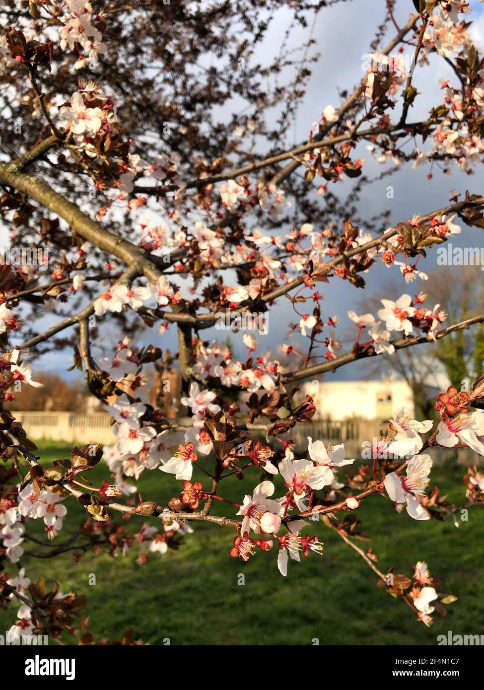 Vertical shot of the branches of a blooming tree with white flowers ...