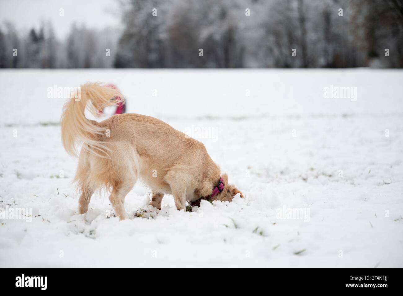 Small breed dog digging a hole in snow outside in winter nature Stock ...