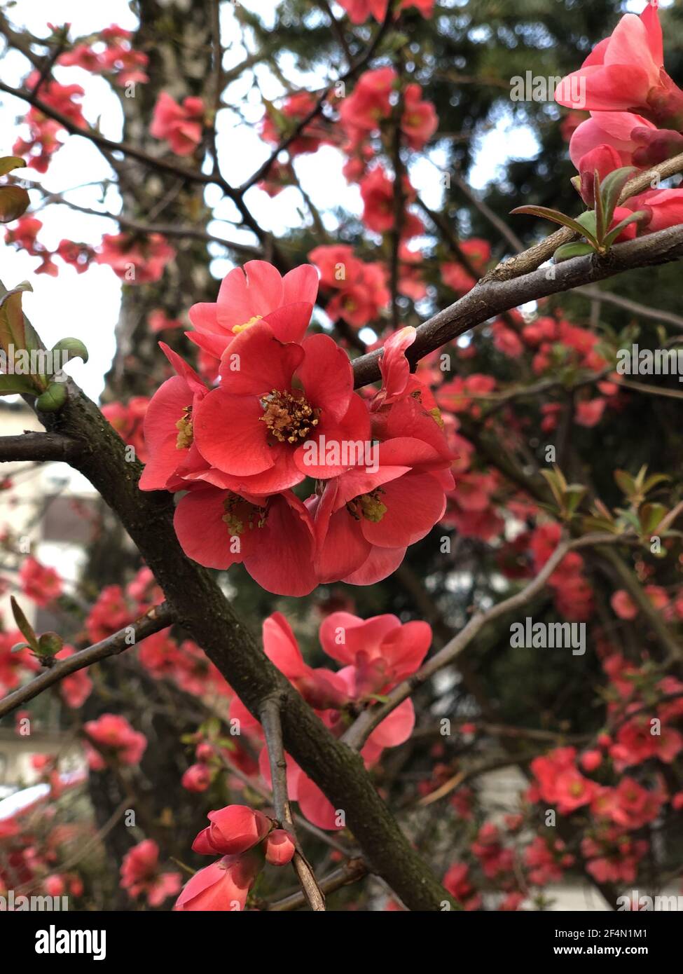 Vertical shot of the branches of a blooming tree with pink flowers in a ...