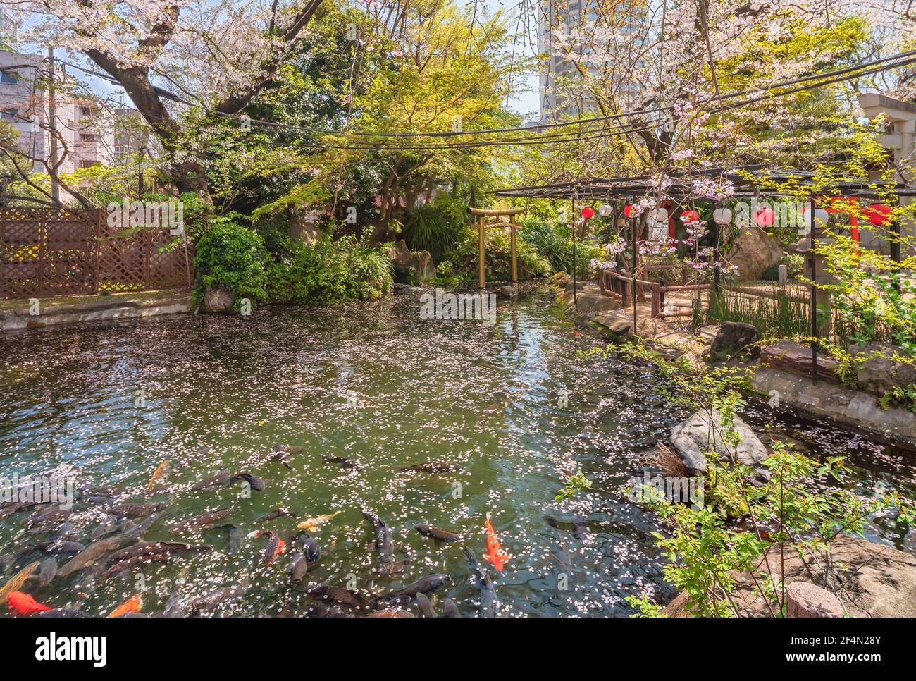 Koi pond shrine hi-res stock photography and images - Alamy