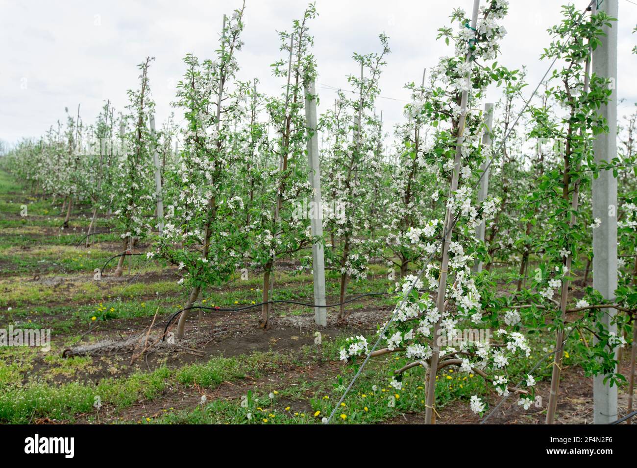Beautiful nature scene with apple trees at spring time for industry and ...