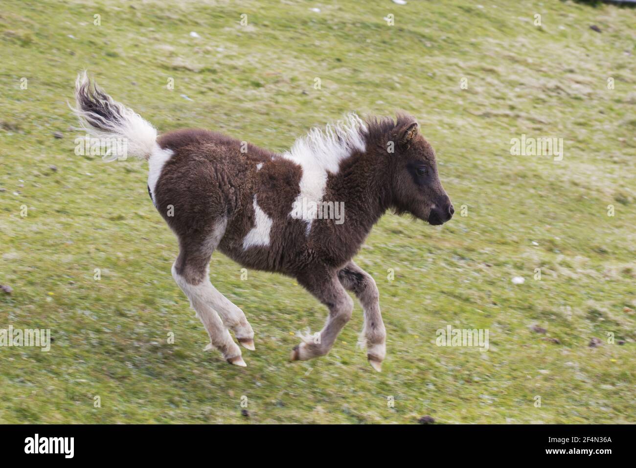 Baby shetland pony hi-res stock photography and images - Alamy