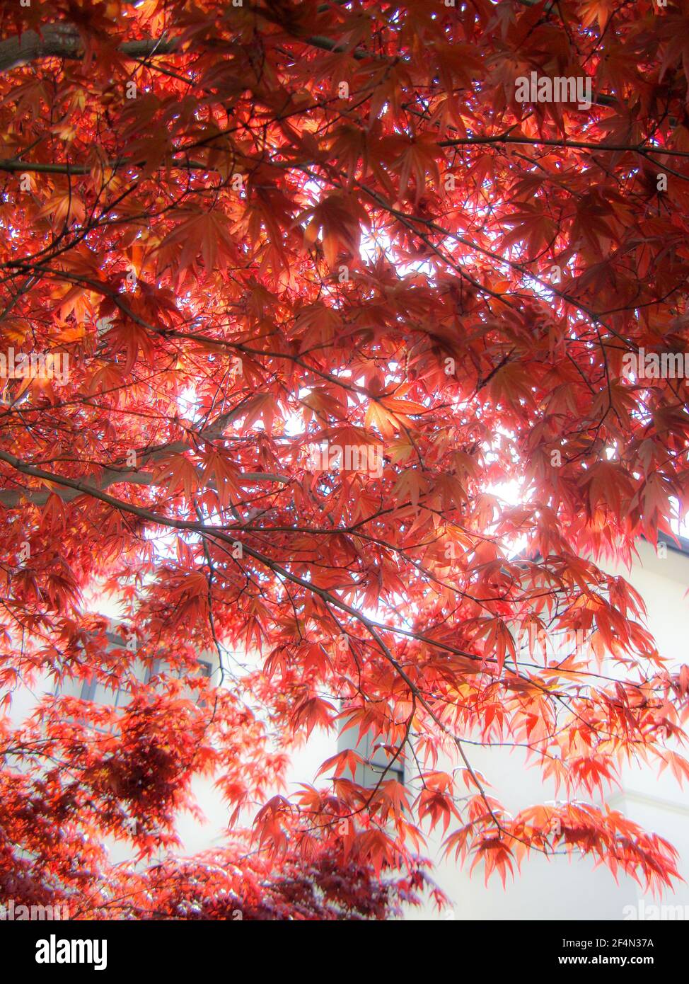 Red acer tree leaves hi-res stock photography and images - Alamy
