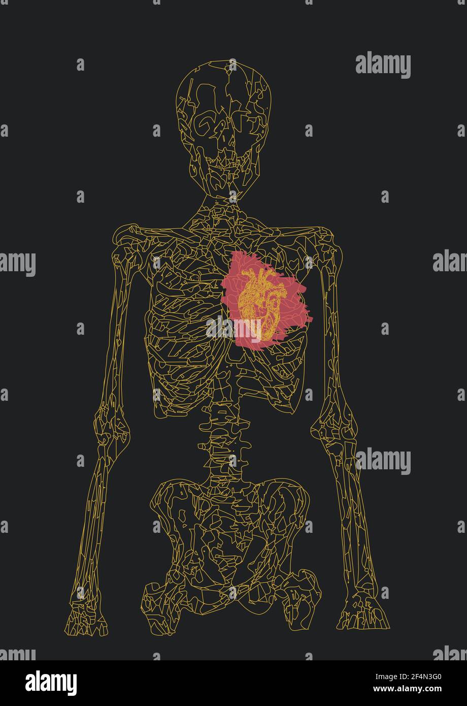 Illustration of a human skeleton with a heart on a black background ...