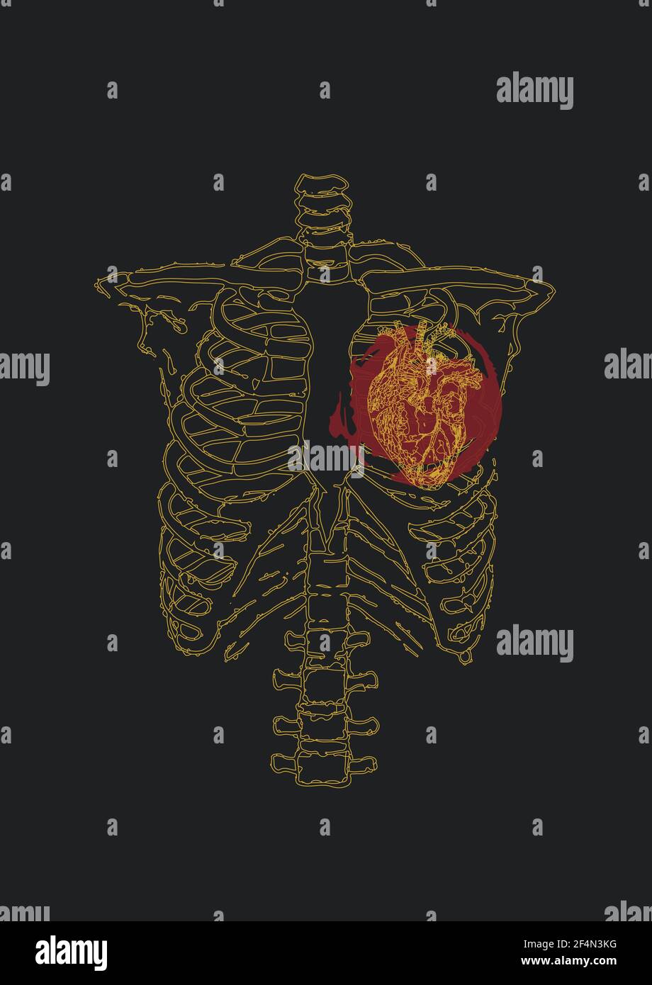 Illustration of a human skeleton with a heart on a black background ...
