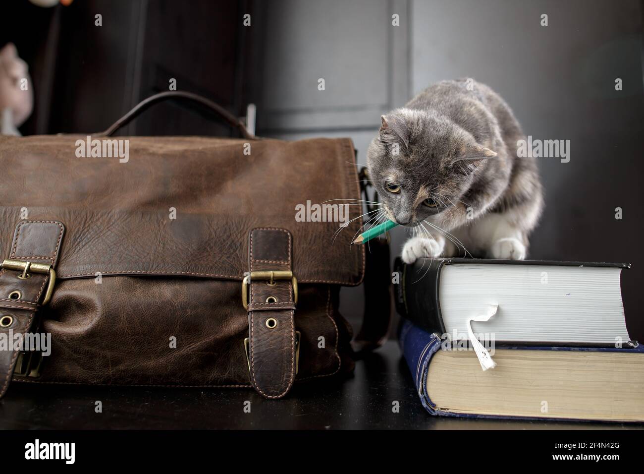 Cat cupboard stack hi-res stock photography and images - Alamy