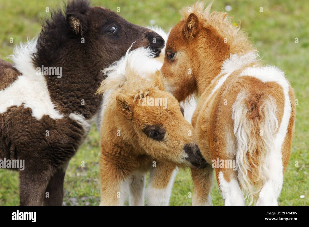 Baby shetland pony hi-res stock photography and images - Alamy