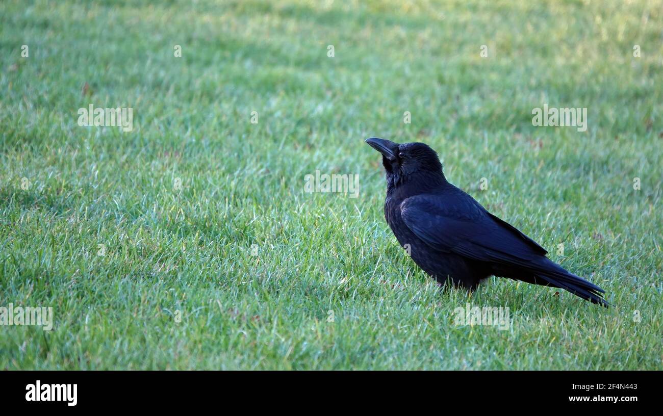Closeup shot common raven hi-res stock photography and images - Alamy