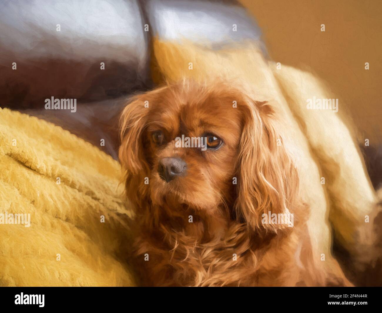Ruby cavalier king charles spaniel hi-res stock photography and images ...