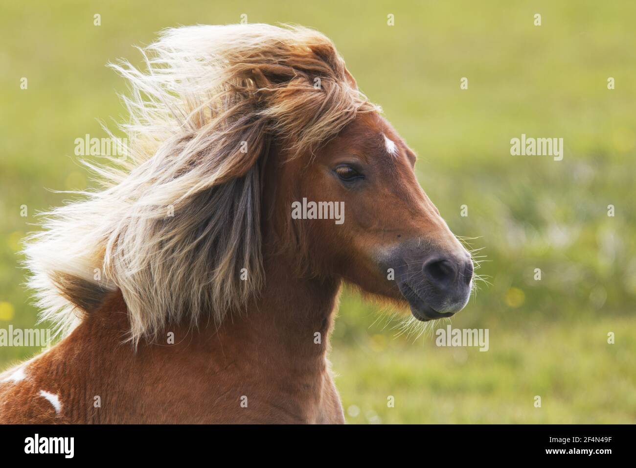 Shetlands pony hi-res stock photography and images - Alamy