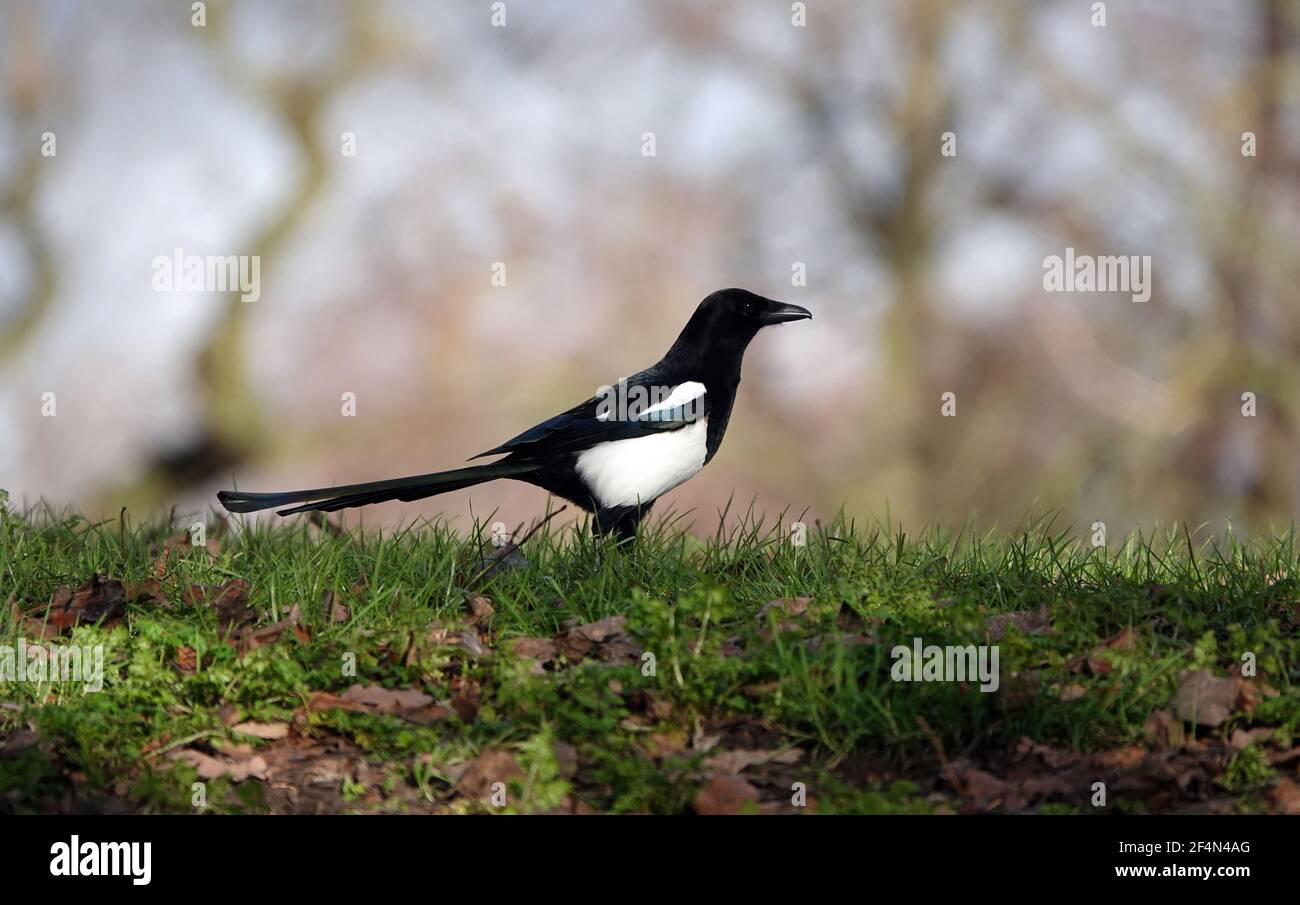 Selective focus shot of Magpie, black and white bird on a green grass ...