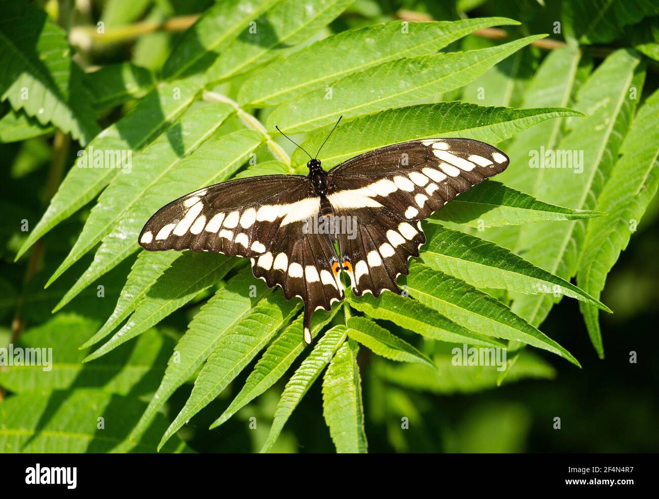 Giant swallowtail butterfly on a green plant, Papilio cresphontes are ...