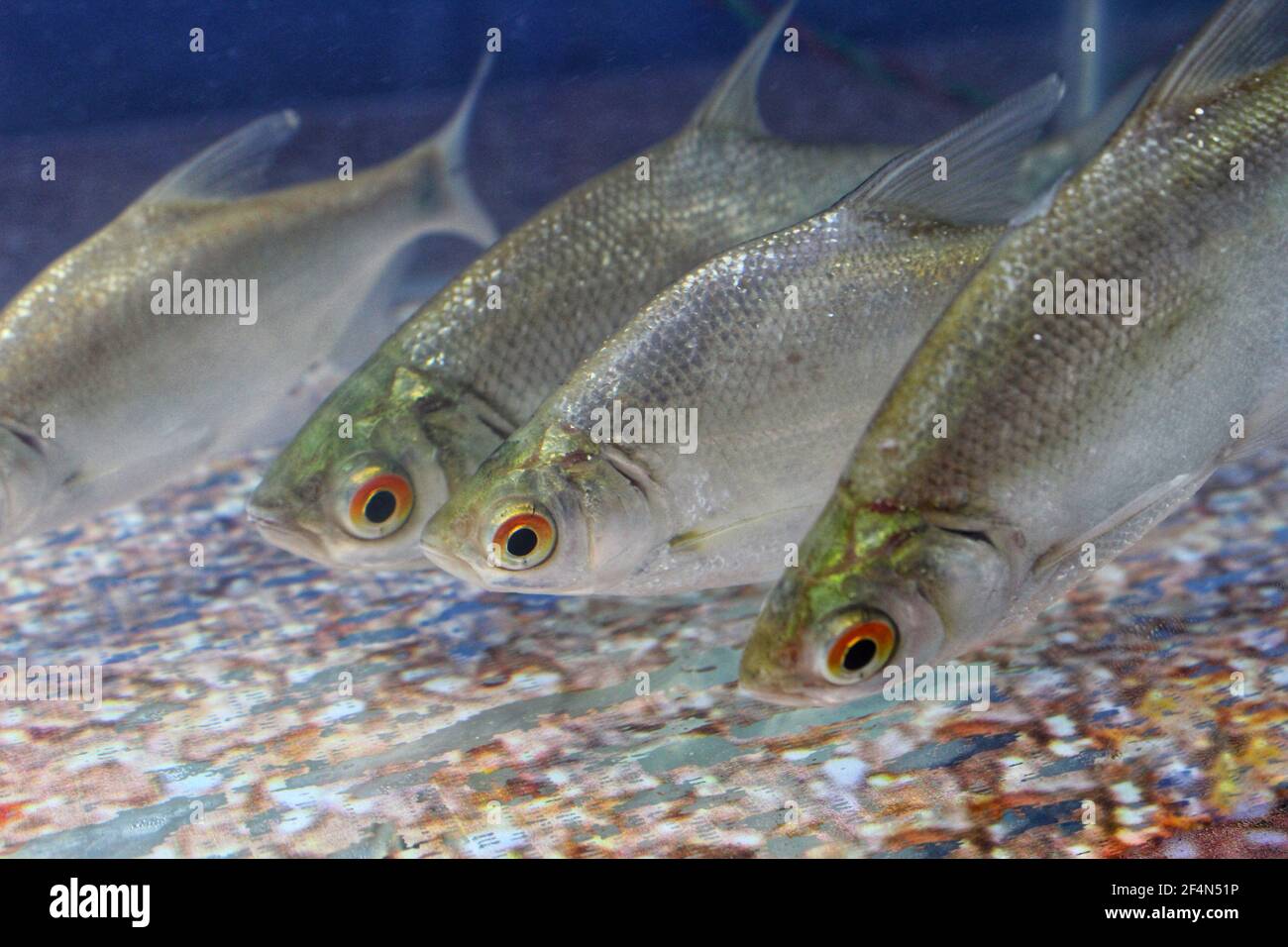 under water close up view of hilsa fish ilish fish close up view with ...