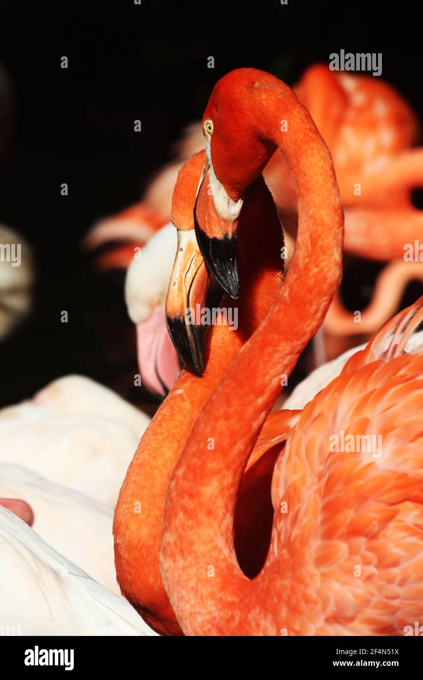 Red flamingo hi-res stock photography and images - Alamy