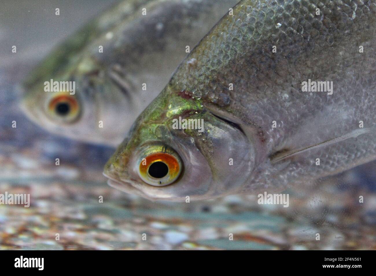 Hilsa fish hi-res stock photography and images - Alamy