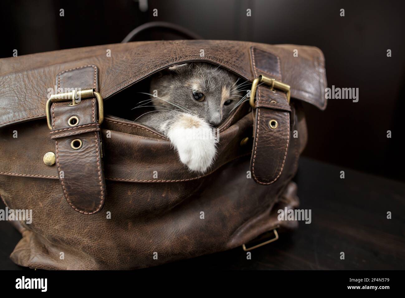 Cute little cat climbed into a leather briefcase and playfully peeks ...