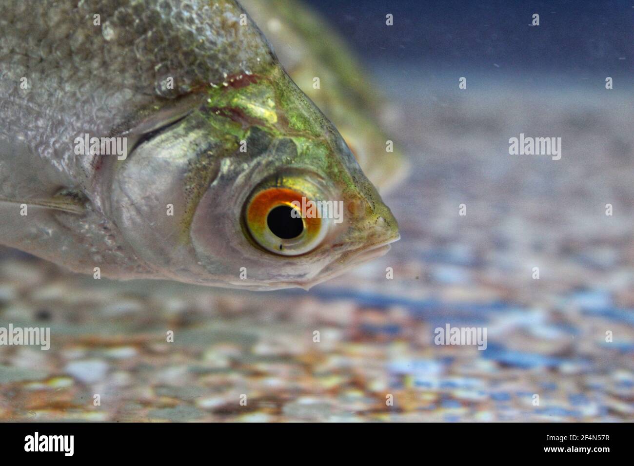 Hilsa fish hi-res stock photography and images - Alamy
