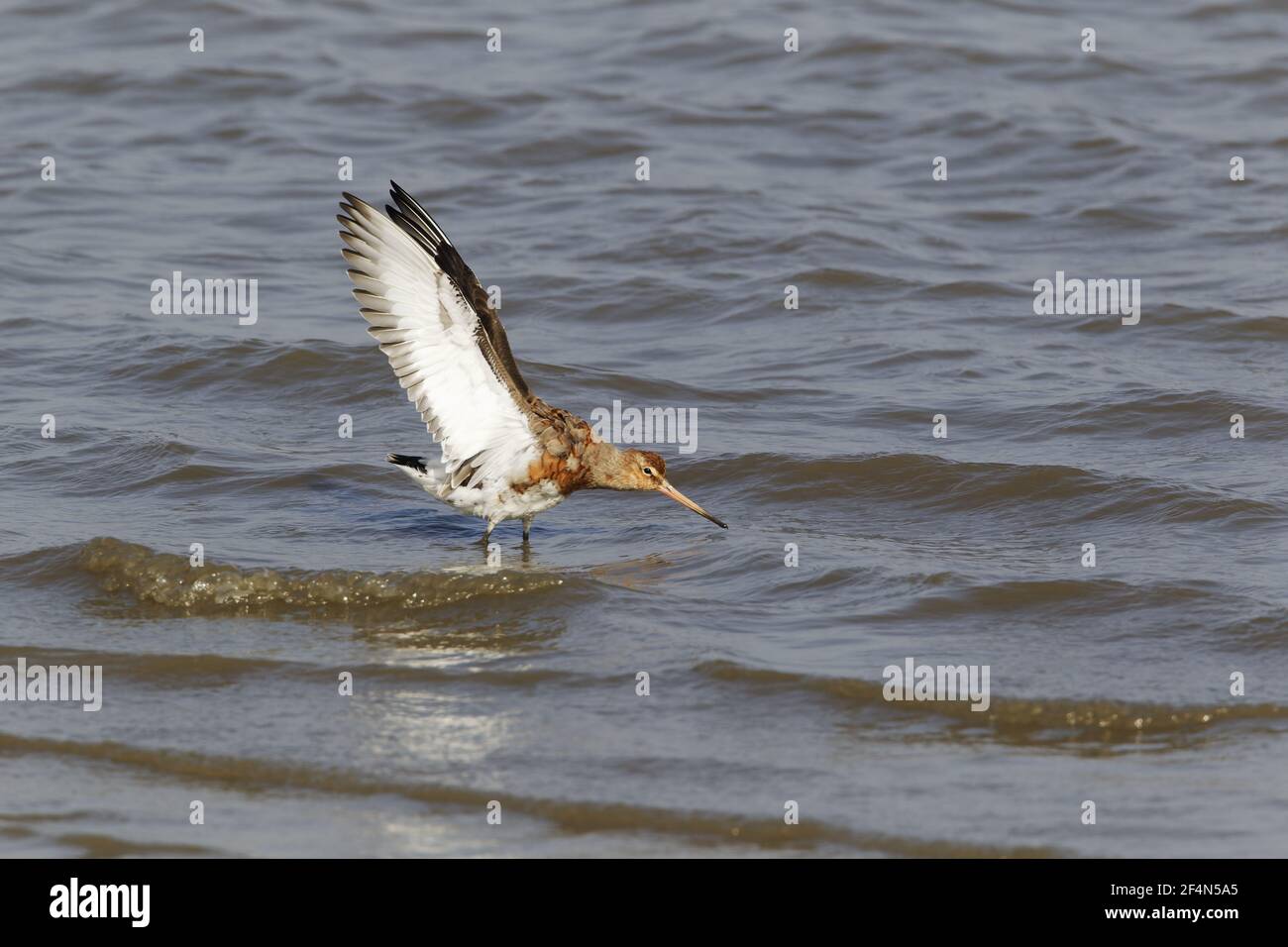 Black tailed godwits winter plumage hi-res stock photography and images ...