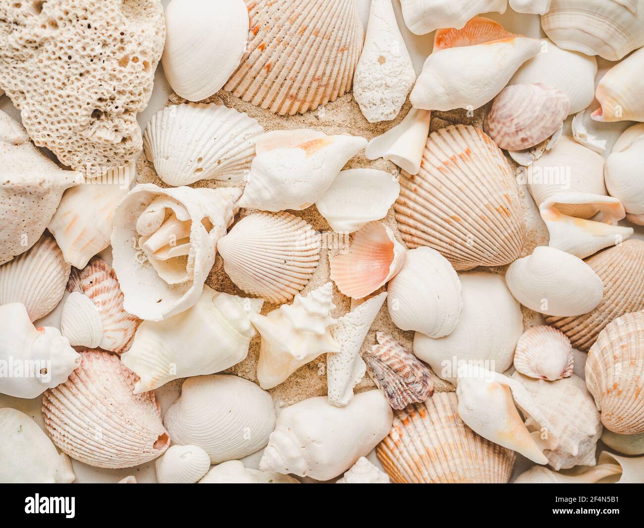 Seashells lying on the sand. Beautiful card. Close-up, view from above ...