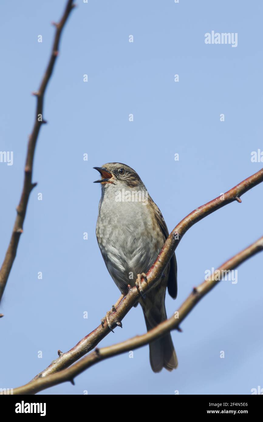 Songbird singing hi-res stock photography and images - Alamy