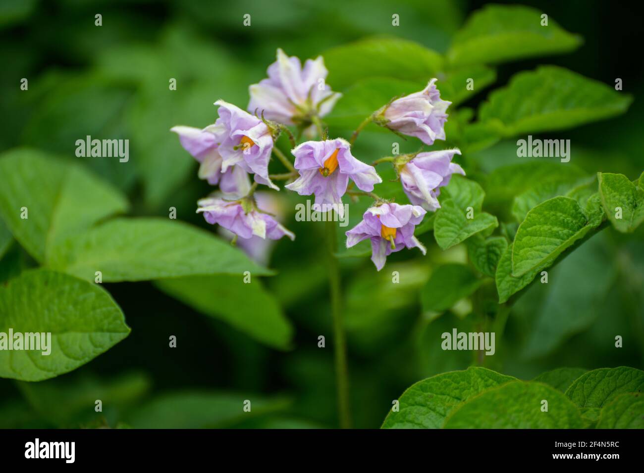 Climbing Nightshade High Resolution Stock Photography and Images - Alamy