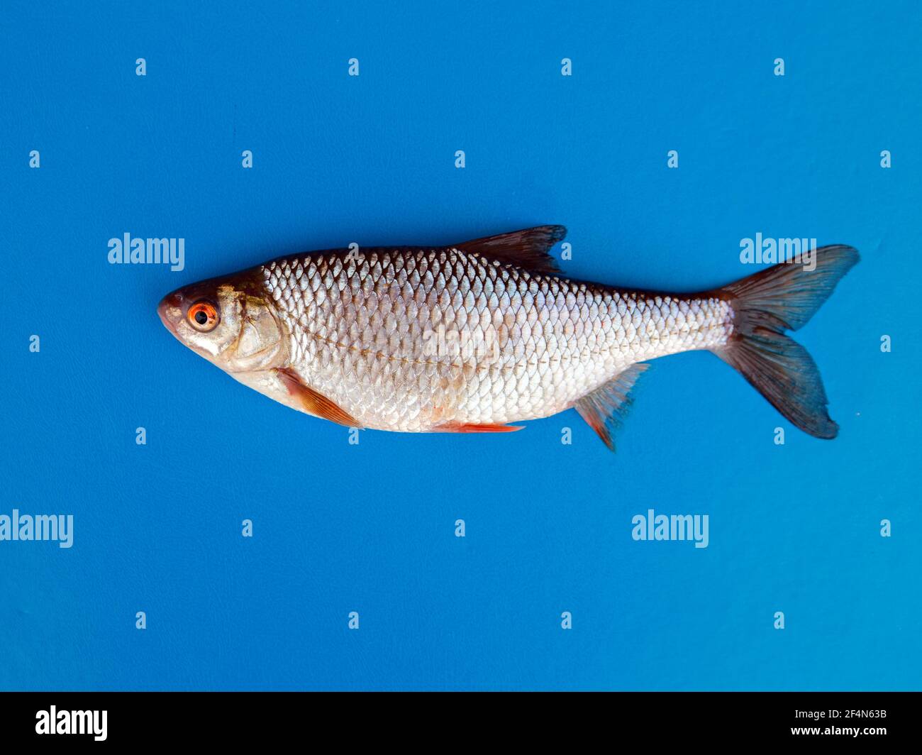 Fish with red eyes, red and black fins lies on surface of blue Stock ...