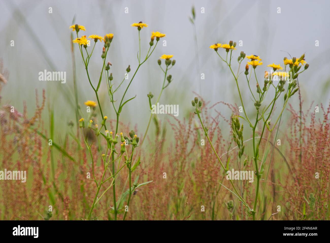 Grassy meadow on hazy morning with yellow flowers of Canadian hawkweed ...
