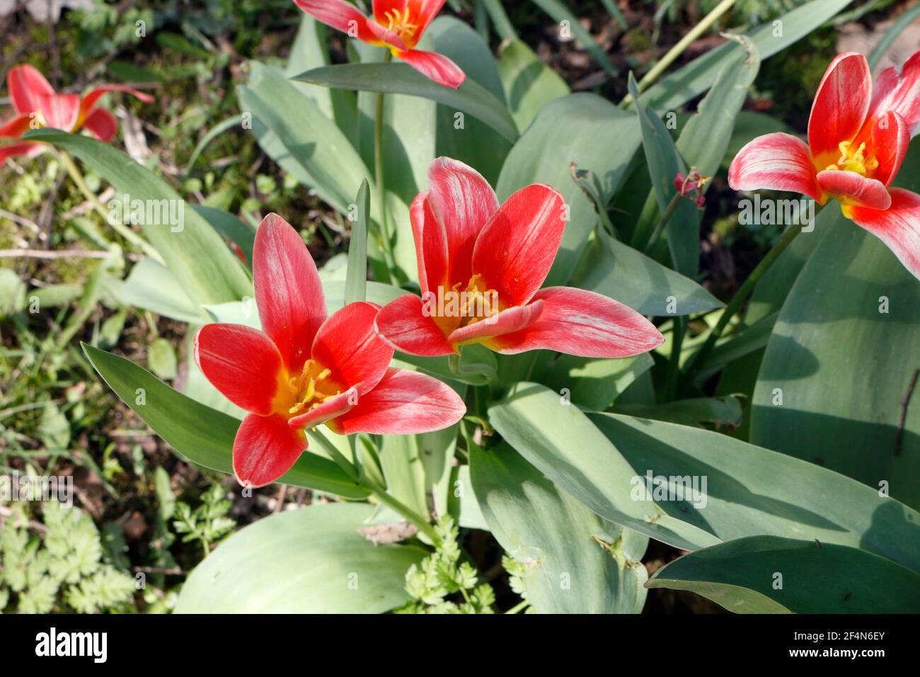 Red lilies flowers hi-res stock photography and images - Alamy