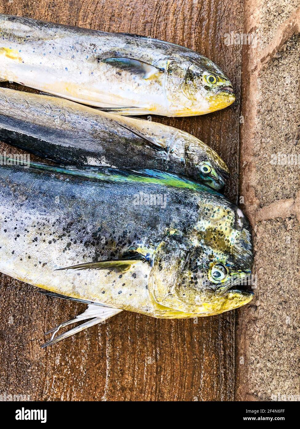 closeup variety of raw fishes from ocean in Asia Stock Photo - Alamy