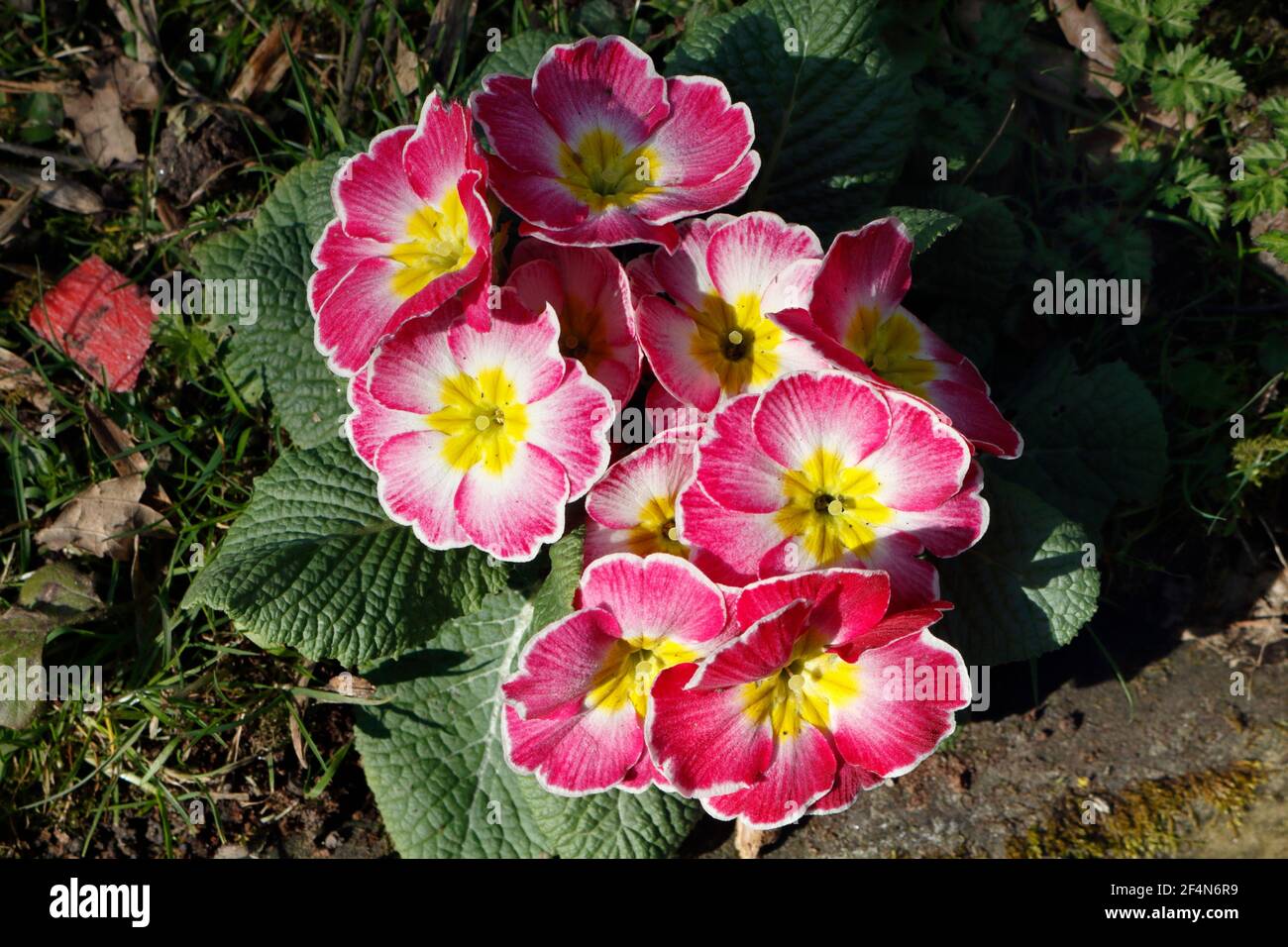 Primula Polyanthus Pink flowers in spring bloom Stock Photo - Alamy